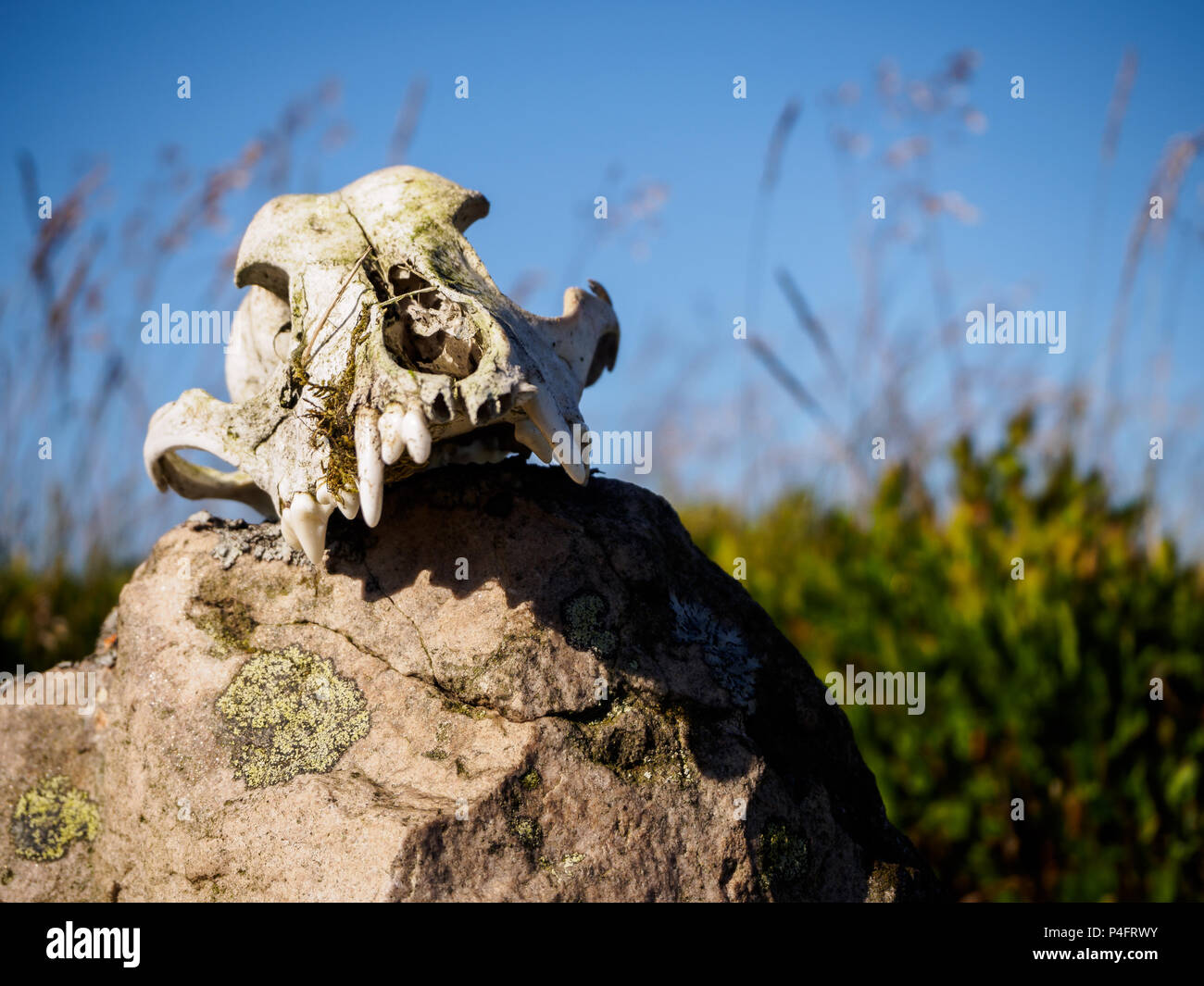 Skull sheep lamb hi-res stock photography and images - Alamy