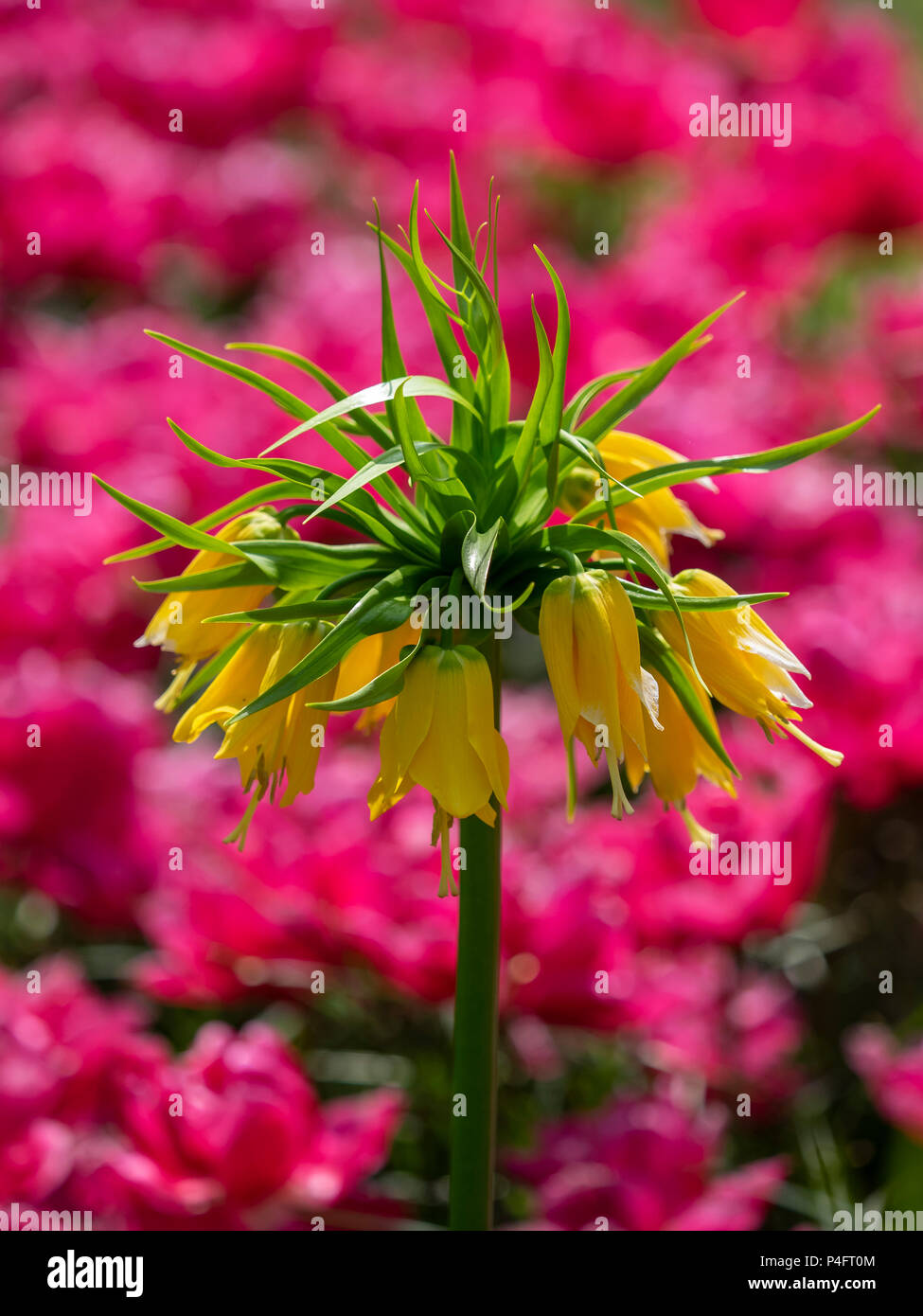 Crown imperial flowers hi-res stock photography and images - Alamy