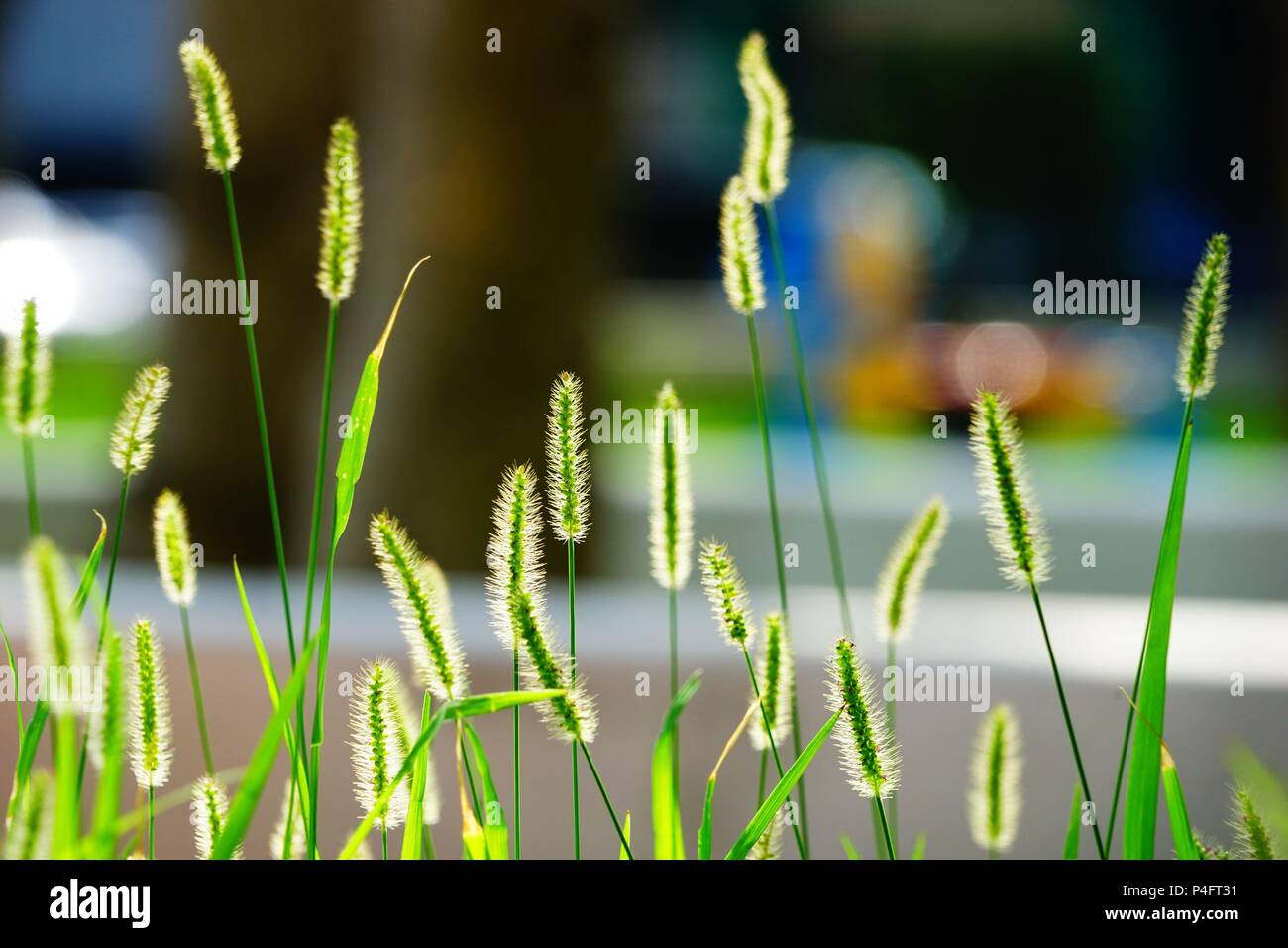 Field of silvergrass hi-res stock photography and images - Alamy
