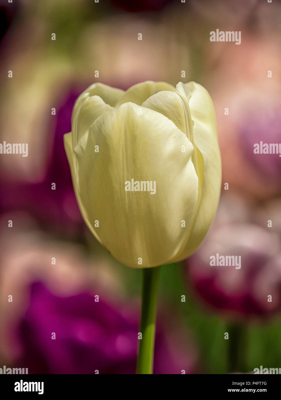 Pale yellow tulip hi-res stock photography and images - Alamy