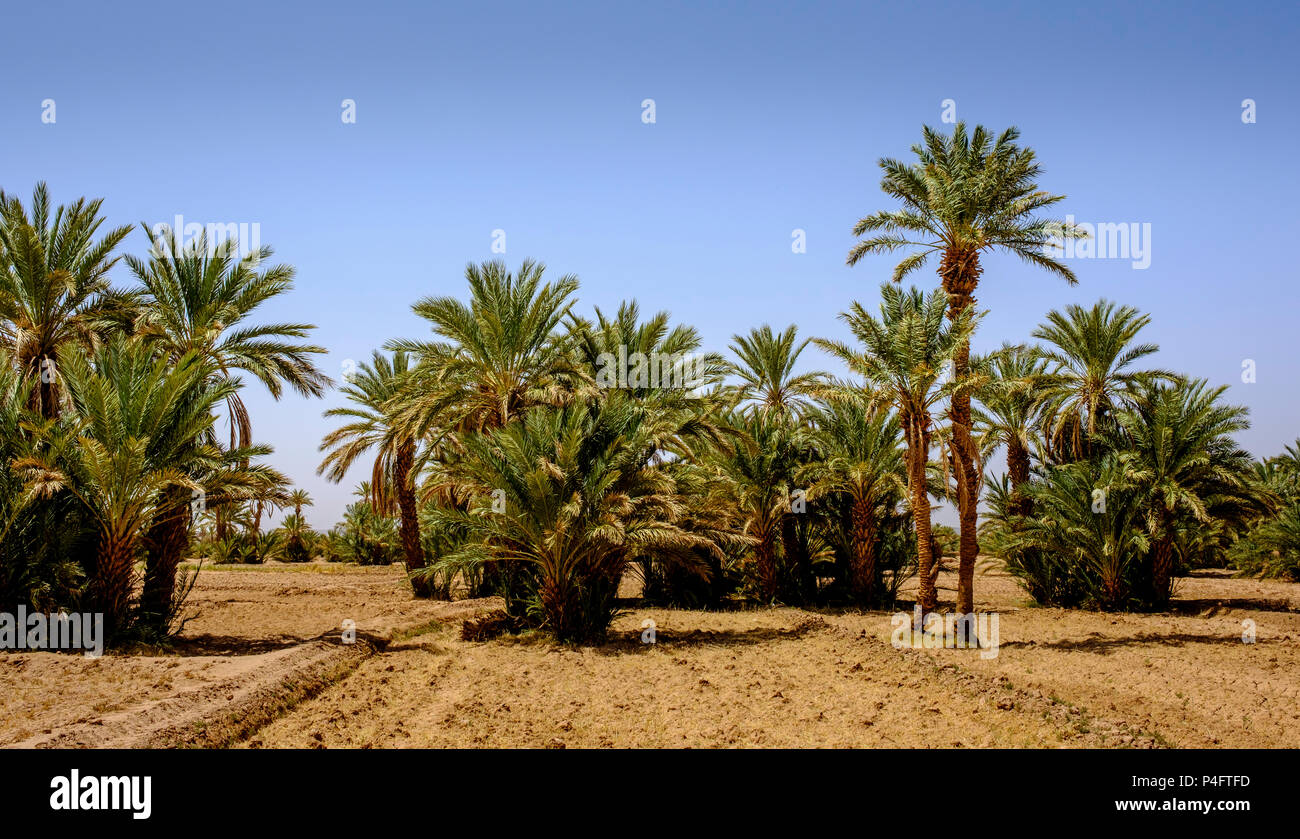 Palm trees growing near the Kasbah Ramala, southern Morocco Stock Photo ...