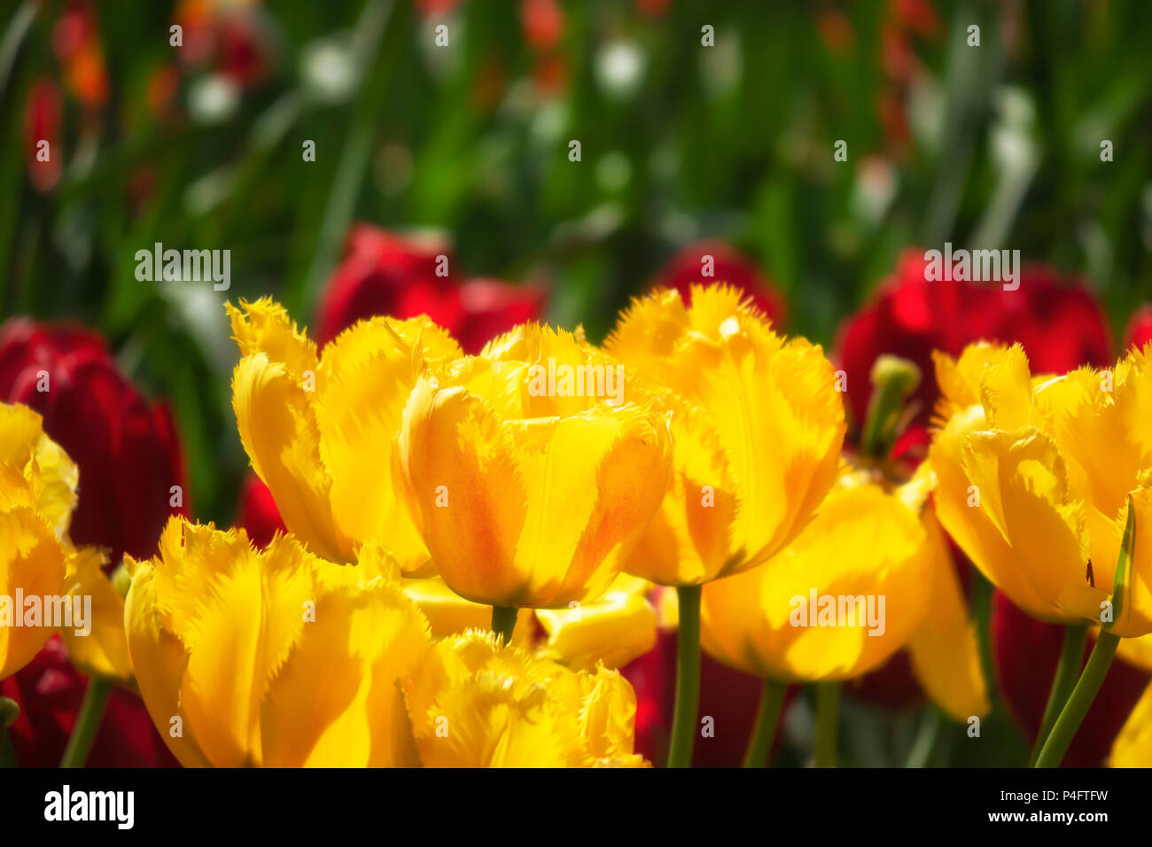 Flowers of Tulip 'Hamilton' in a garden in spring Stock Photo - Alamy
