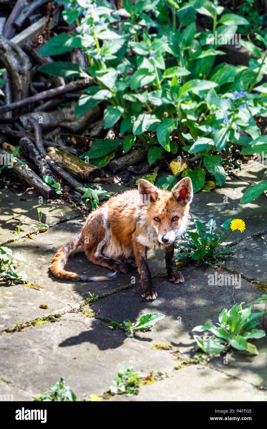 Fox mange hi-res stock photography and images - Alamy