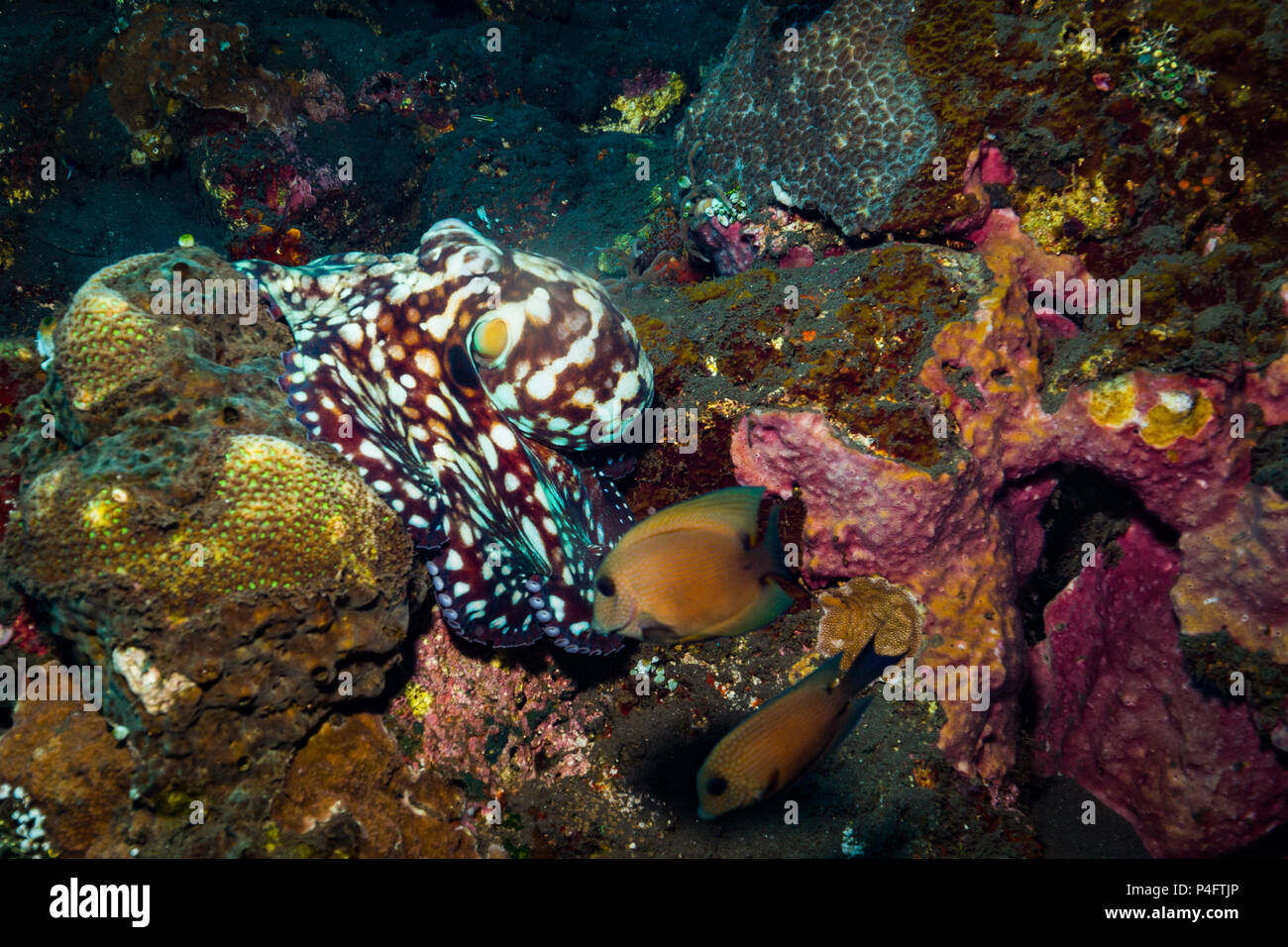 Octopus on coral reef near Bali island Stock Photo - Alamy