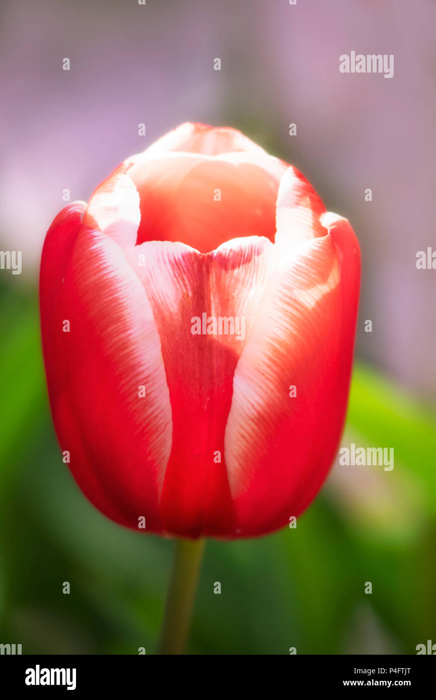 Edged red hi-res stock photography and images - Alamy