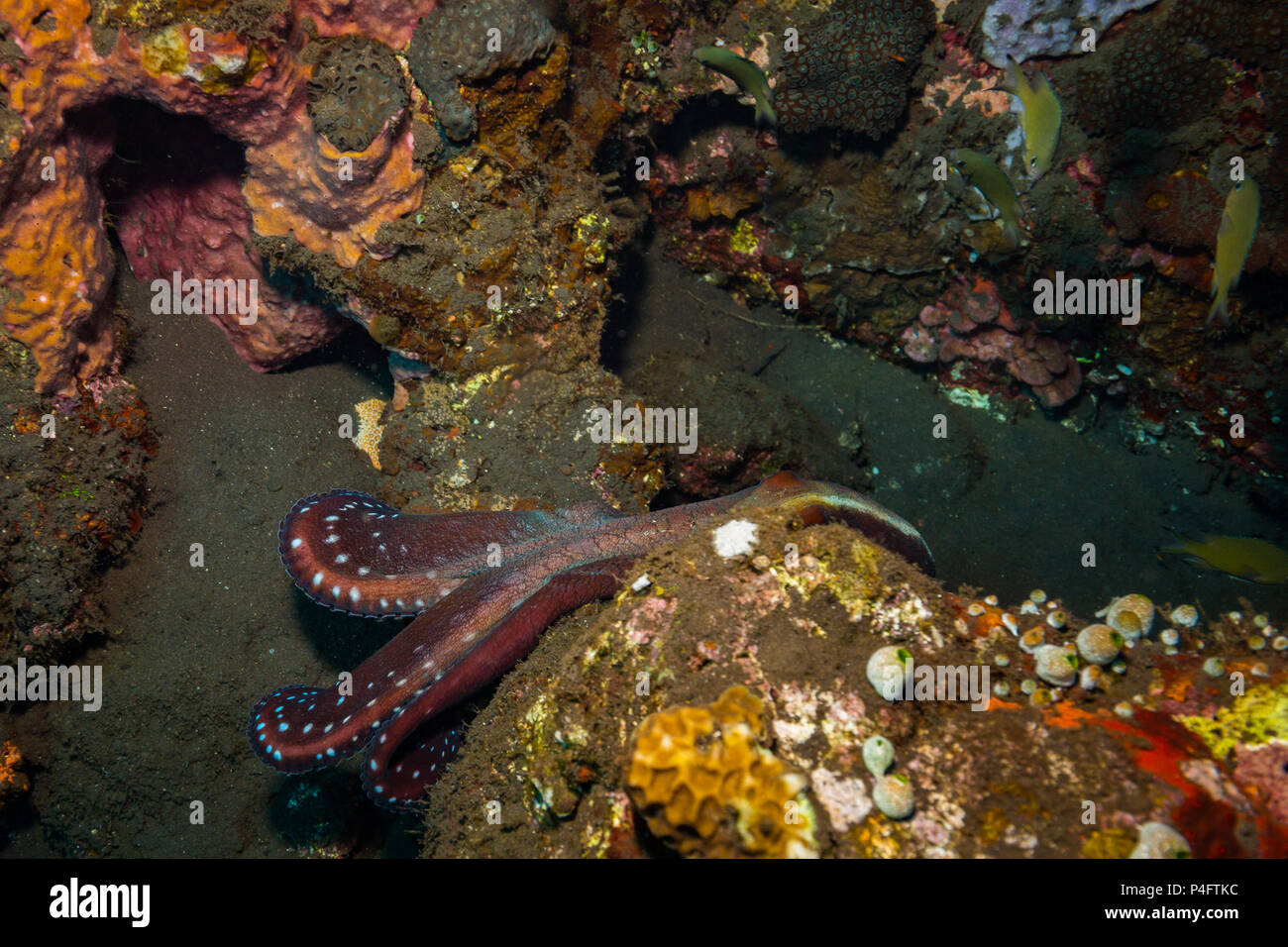 Octopus on coral reef near Bali island Stock Photo - Alamy