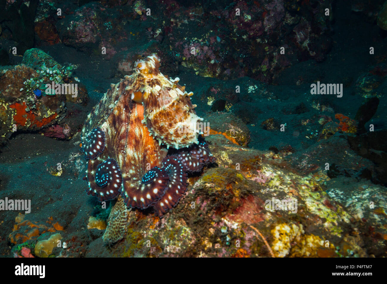 Octopus on coral reef near Bali island Stock Photo - Alamy