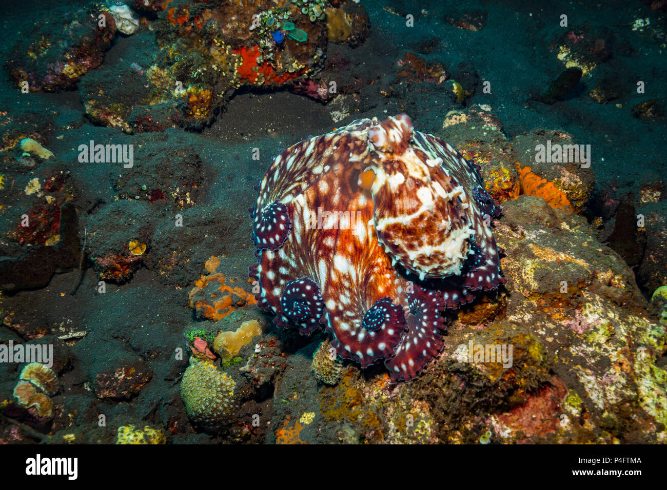Octopus on coral reef near Bali island Stock Photo - Alamy