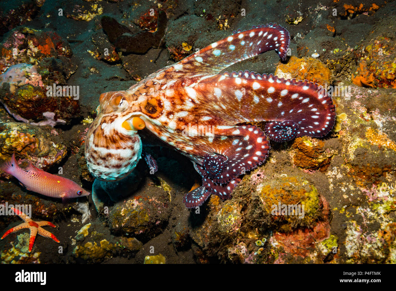 Octopus on coral reef near Bali island Stock Photo - Alamy