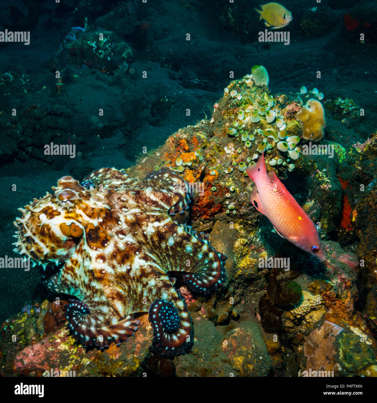 Octopus on coral reef near Bali island Stock Photo - Alamy