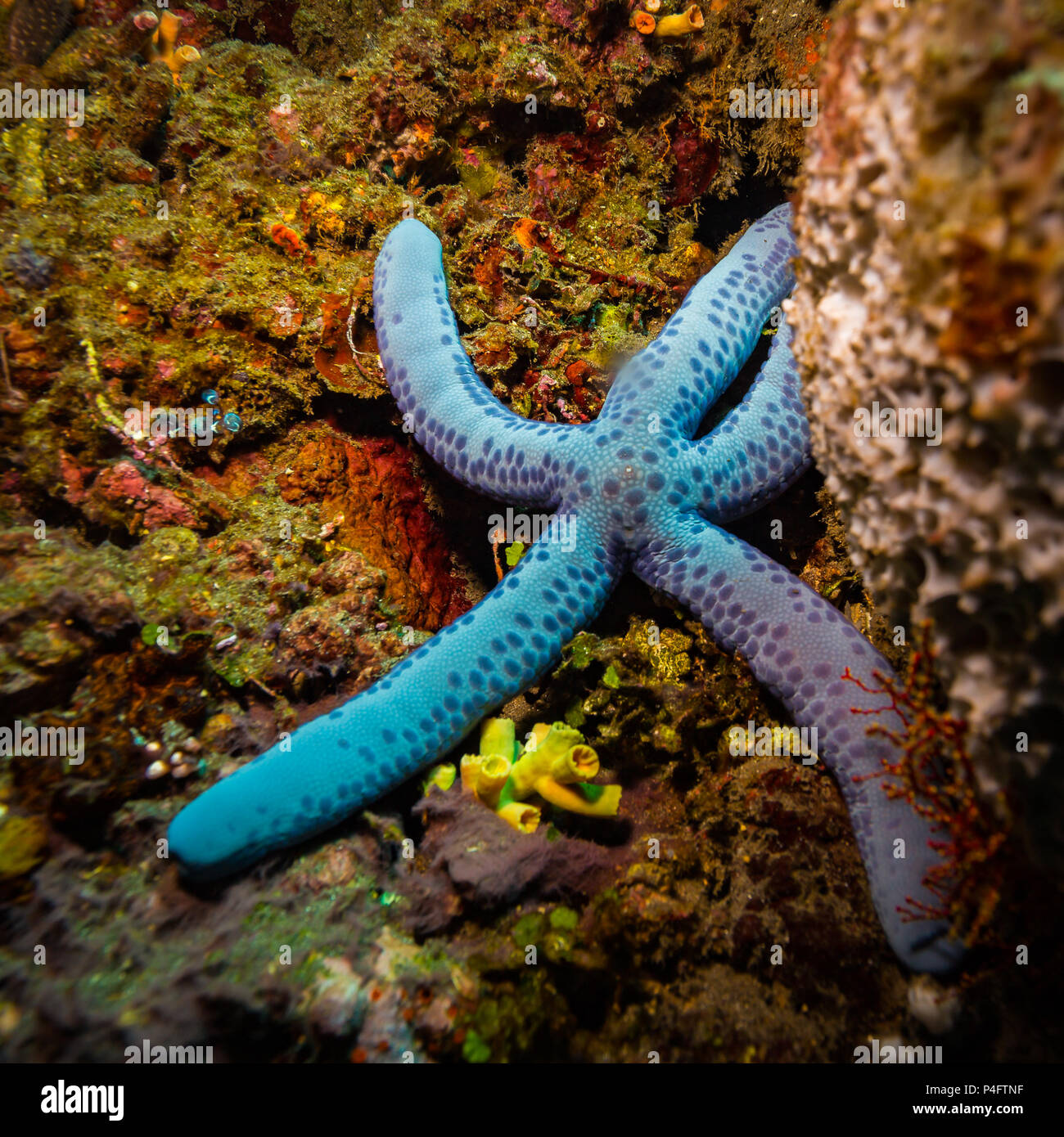 Seastar on Bali coral garden. Indonesia Stock Photo - Alamy