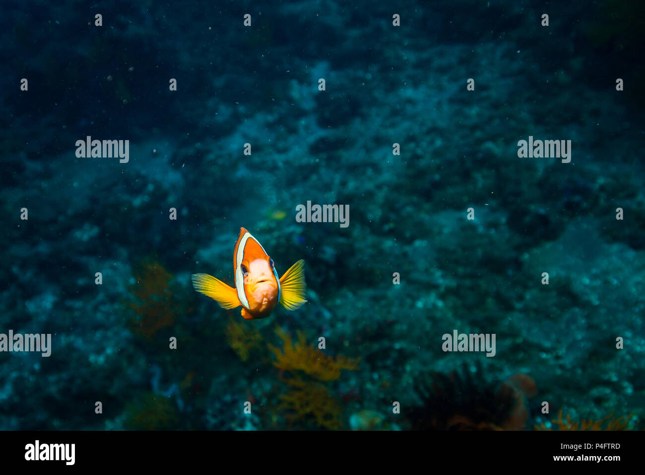 Funny tropical fish clownfish hi-res stock photography and images - Alamy