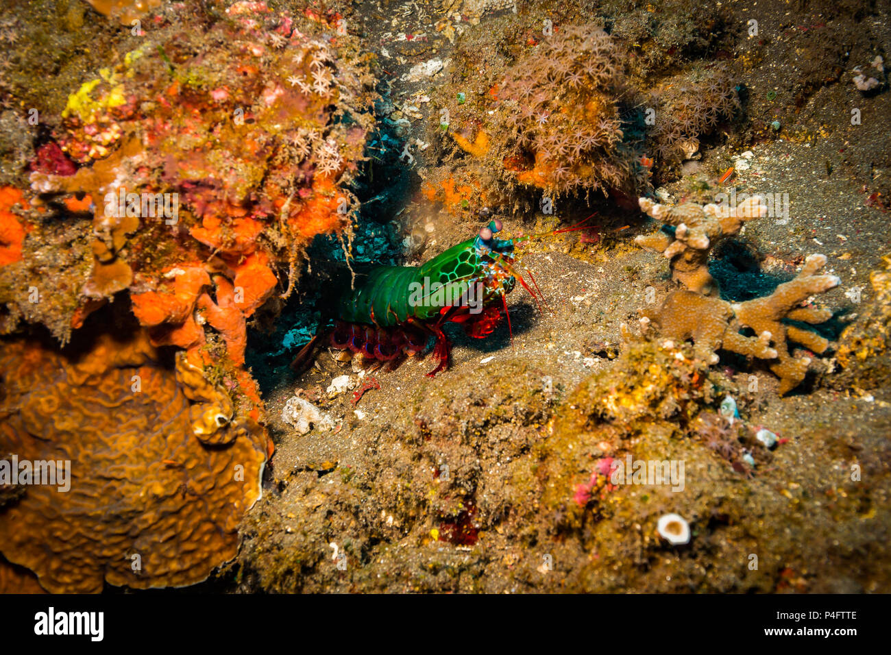 Mantis shrimp on coral reef in Bali island Stock Photo - Alamy