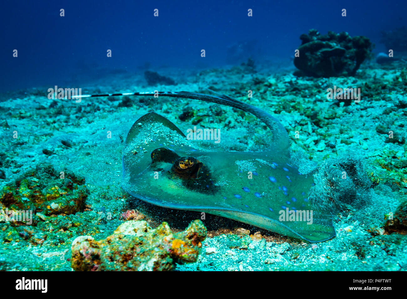 Blue spotted stingray near Bali island Stock Photo - Alamy