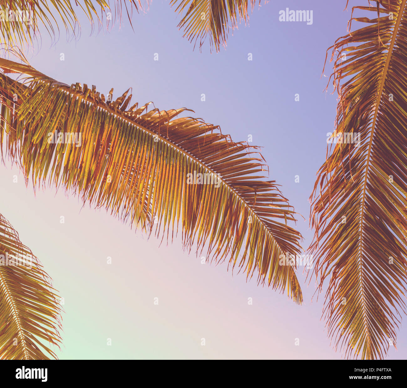 Retro palm tree hi-res stock photography and images - Alamy