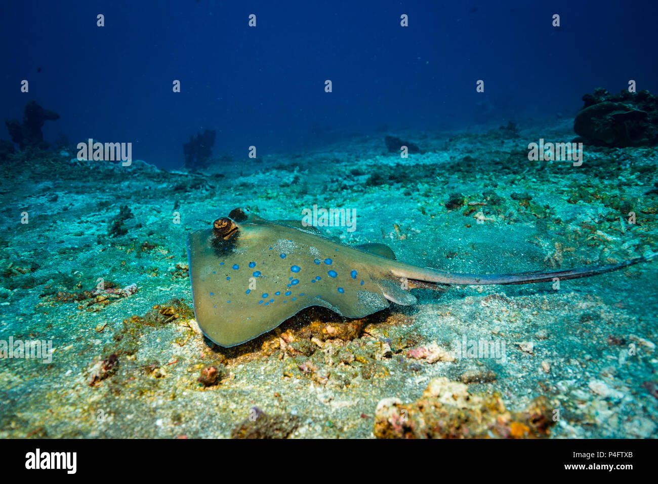 Blue spotted stingray near Bali island Stock Photo - Alamy