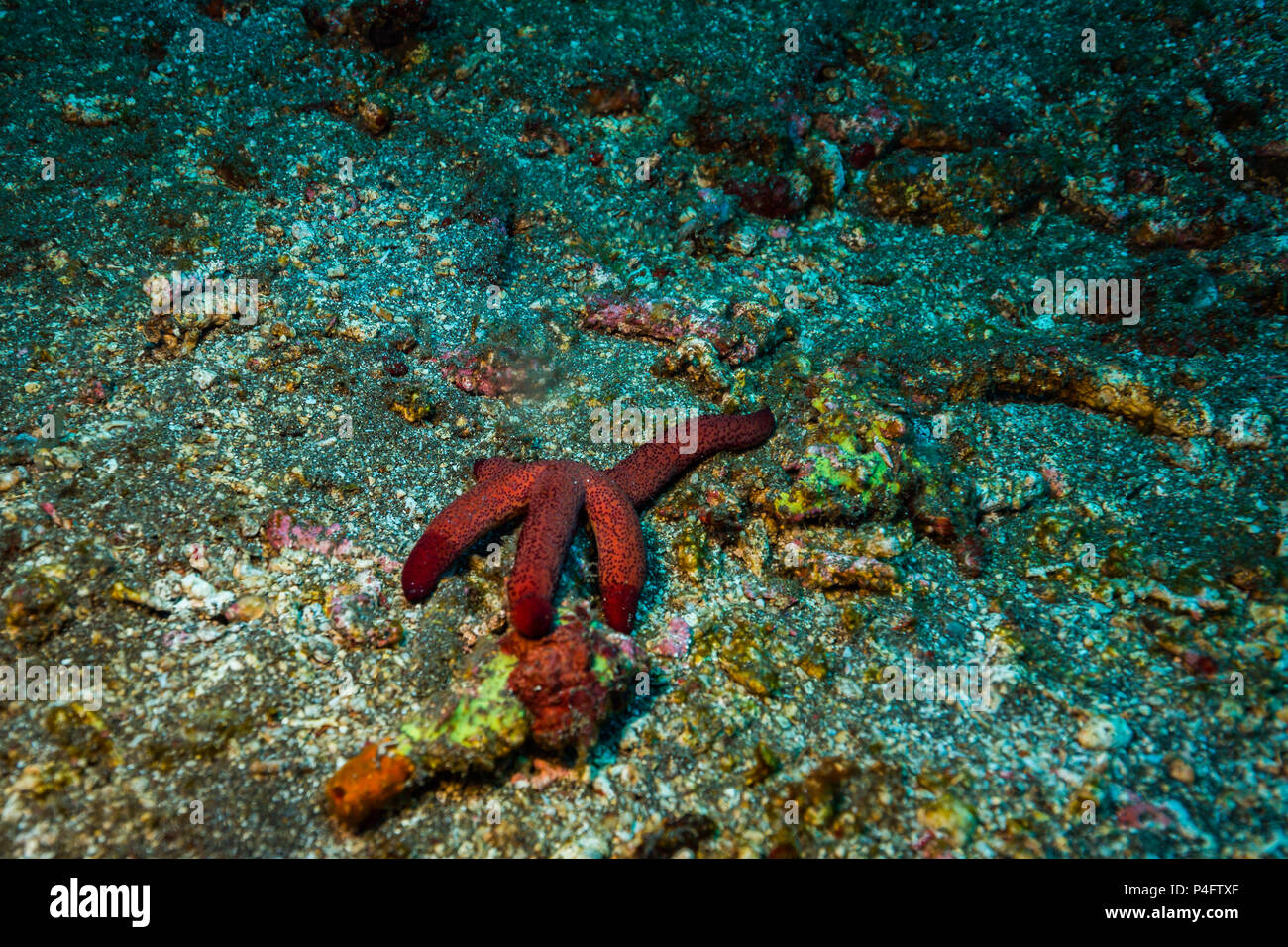 Seastar on Bali coral garden. Indonesia Stock Photo - Alamy