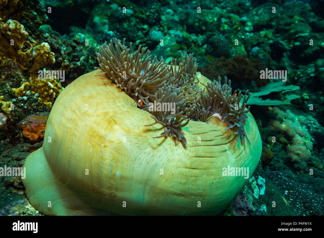 Funny tropical fish clownfish hi-res stock photography and images - Alamy