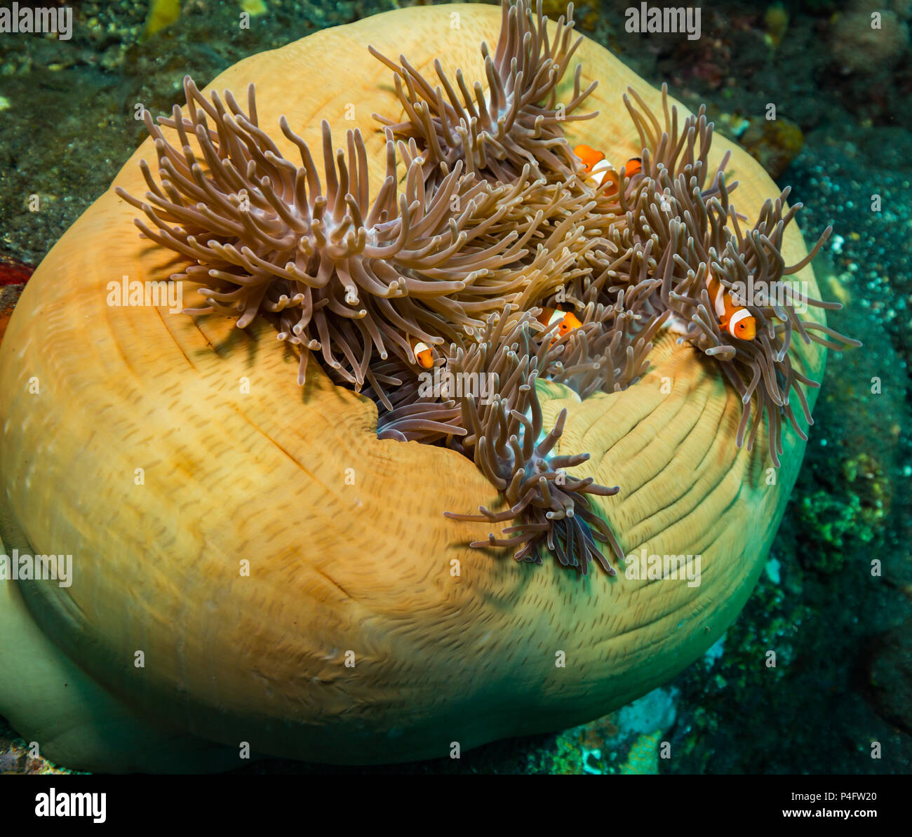 Funny tropical fish clownfish hi-res stock photography and images - Alamy