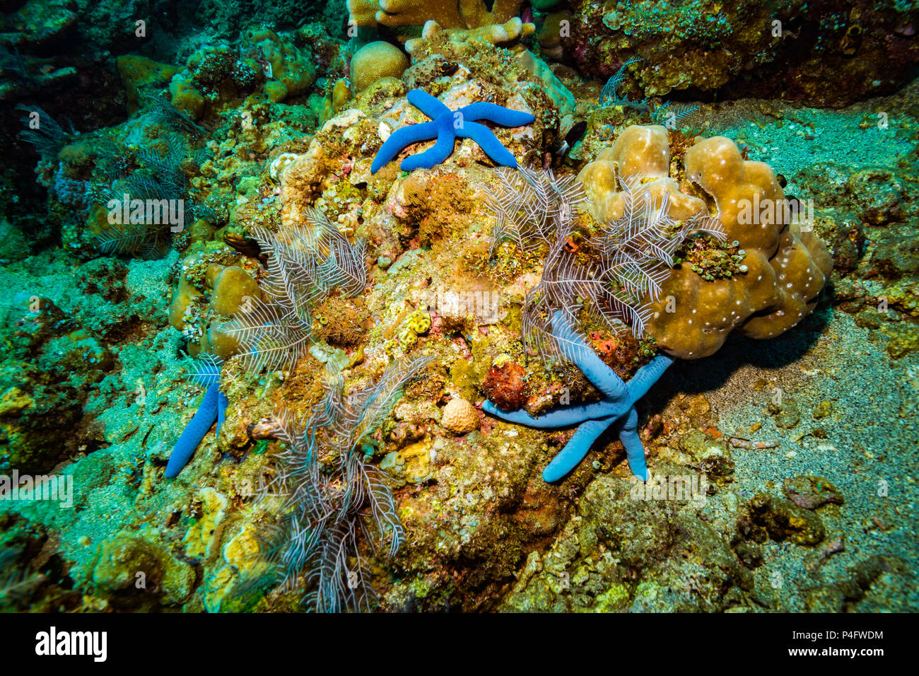 Indian seastar hi-res stock photography and images - Alamy