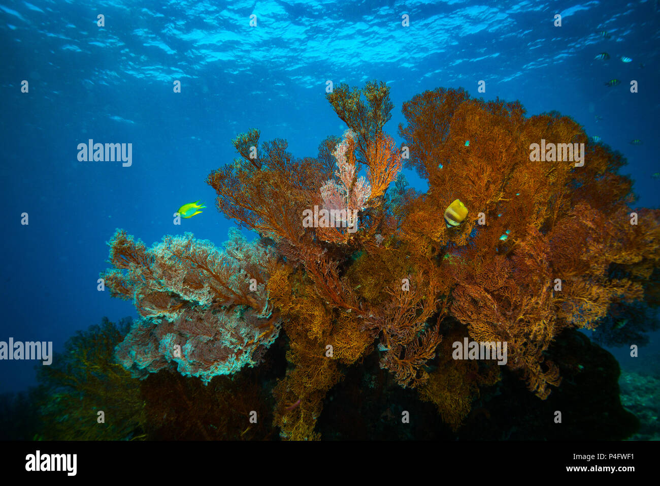 Coral garden on bali hi-res stock photography and images - Alamy