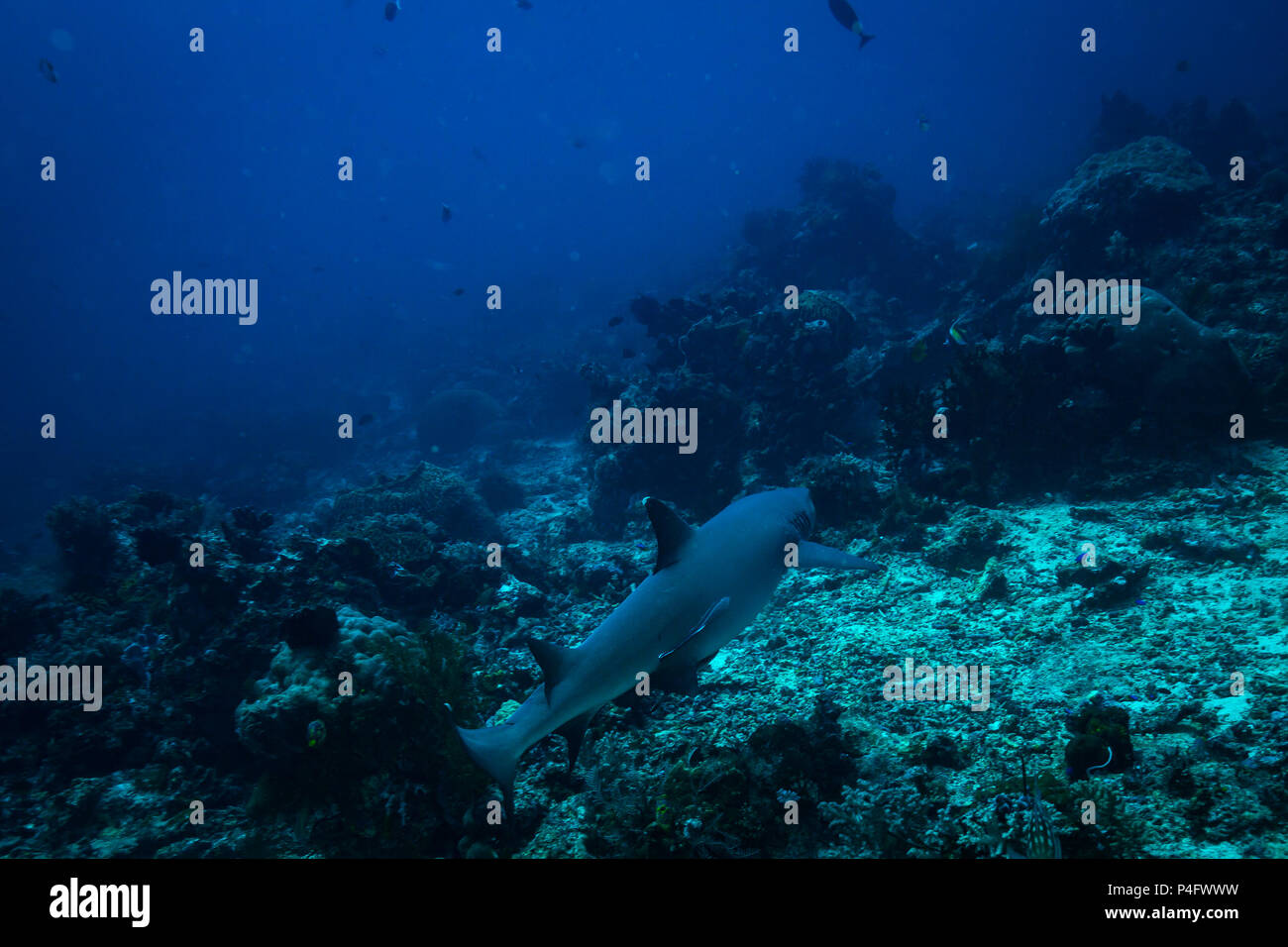 Long tail with white tip hi-res stock photography and images - Alamy