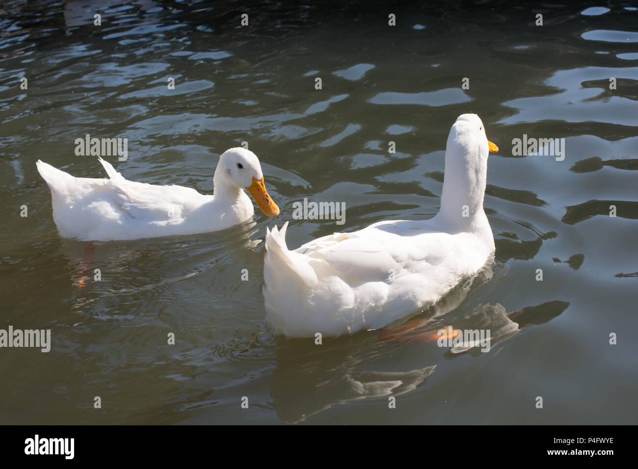 White ducks swim in a pond in spring time Stock Photo - Alamy