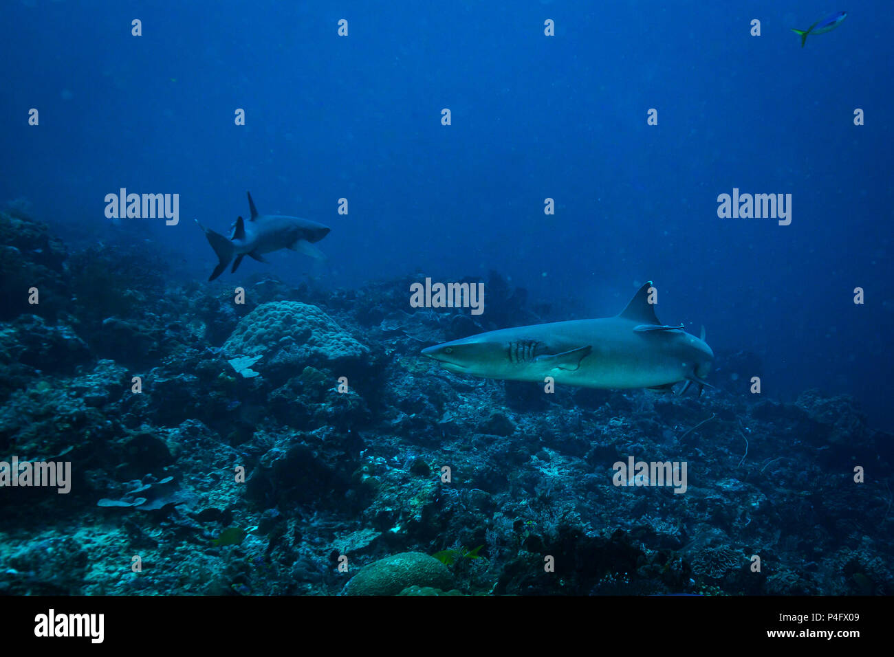 Oceanic whitetip shark teeth hi-res stock photography and images - Alamy