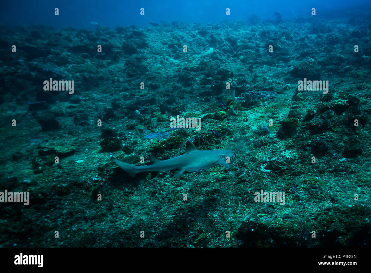 Oceanic whitetip shark teeth hi-res stock photography and images - Alamy