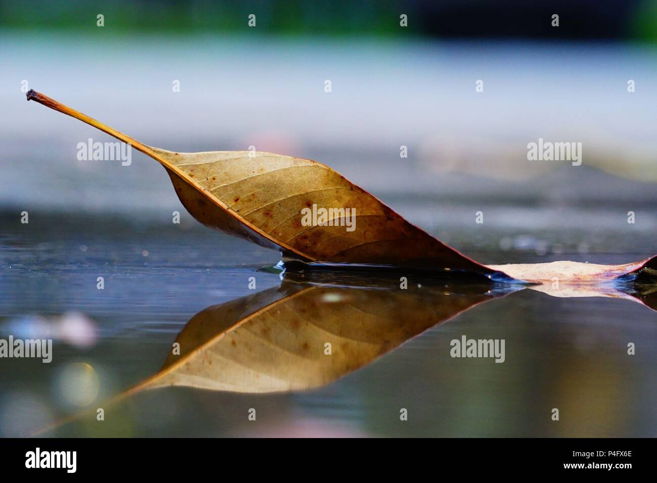 leaf floating on the water Stock Photo - Alamy