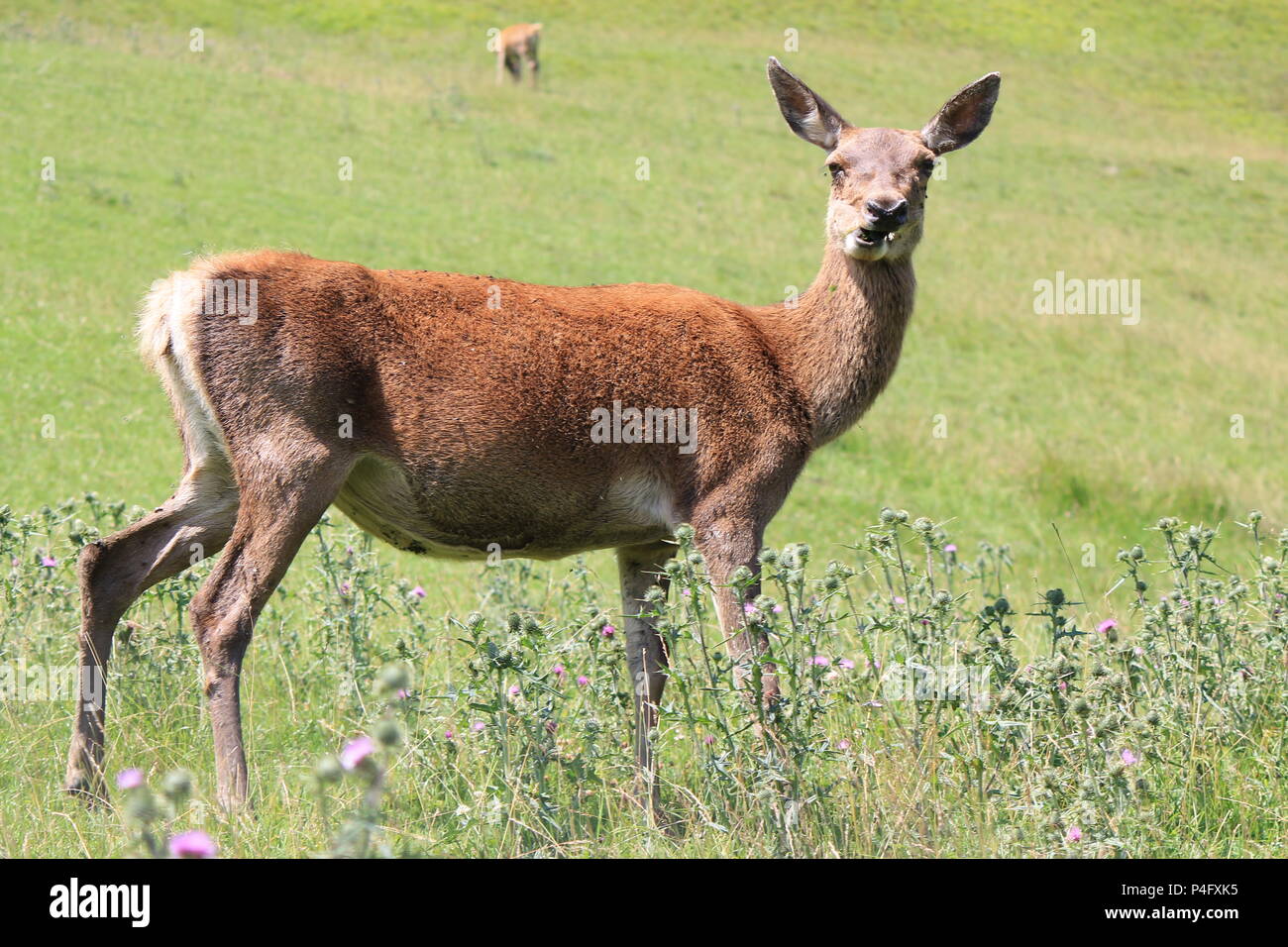 specimen of a female deer from tirol Stock Photo - Alamy