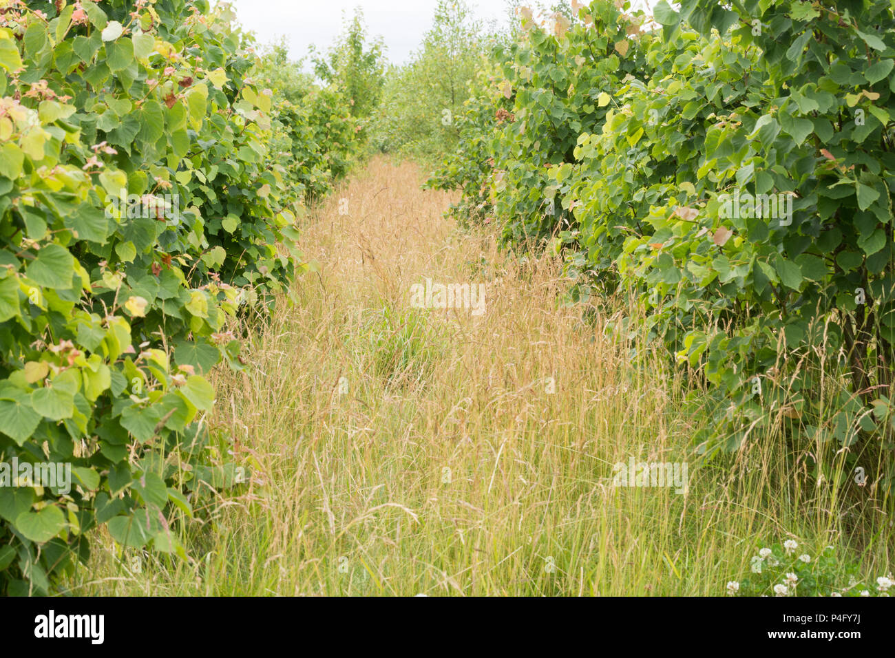 Rows of saplings growing for sustainably sourced wood Stock Photo - Alamy