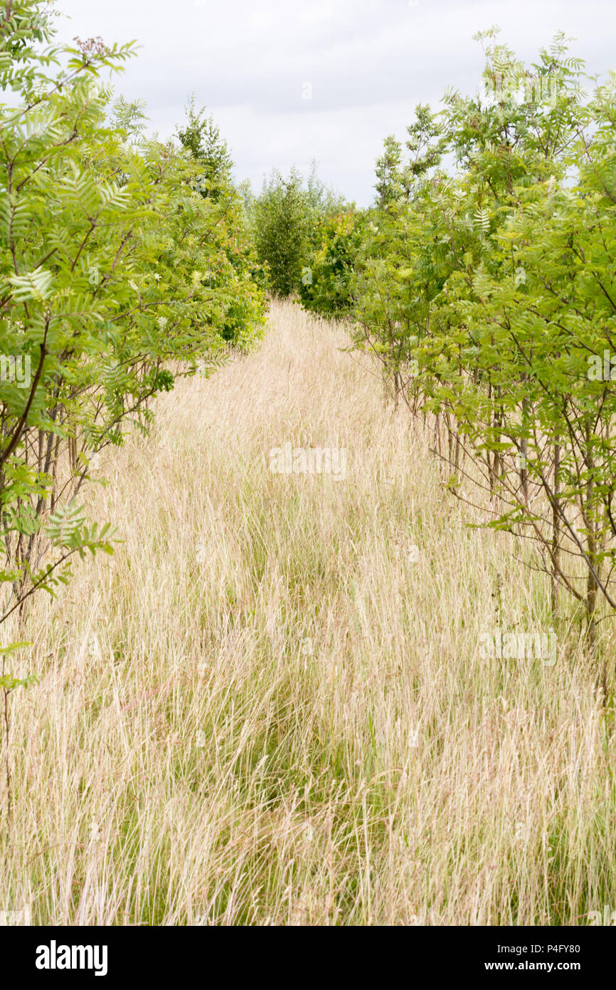 Resource sapling hi-res stock photography and images - Alamy