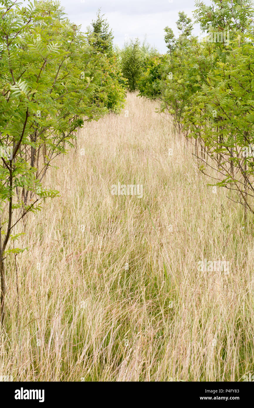 Saplings rows hi-res stock photography and images - Alamy