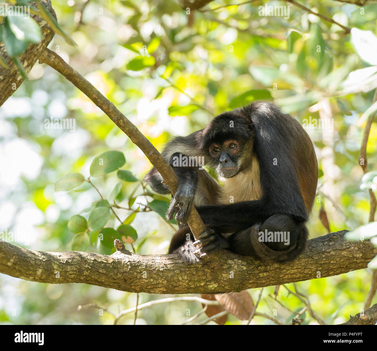 Yucatan wildlife hi-res stock photography and images - Alamy