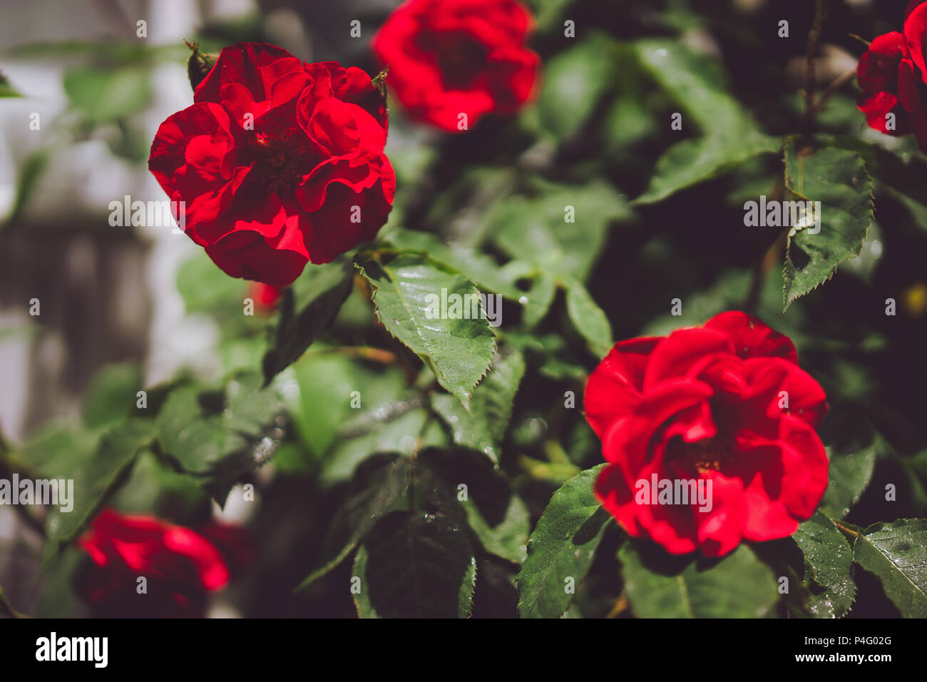 Ruby red roses buds with green foliage. Lueneburg, Germany Stock Photo ...