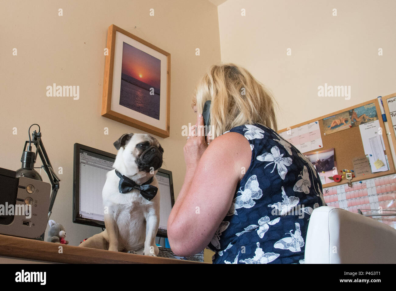 Pug sitting on office table looking at owner on phone - for bring your ...