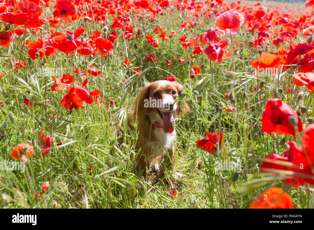 Maidstone kent field hi-res stock photography and images - Alamy