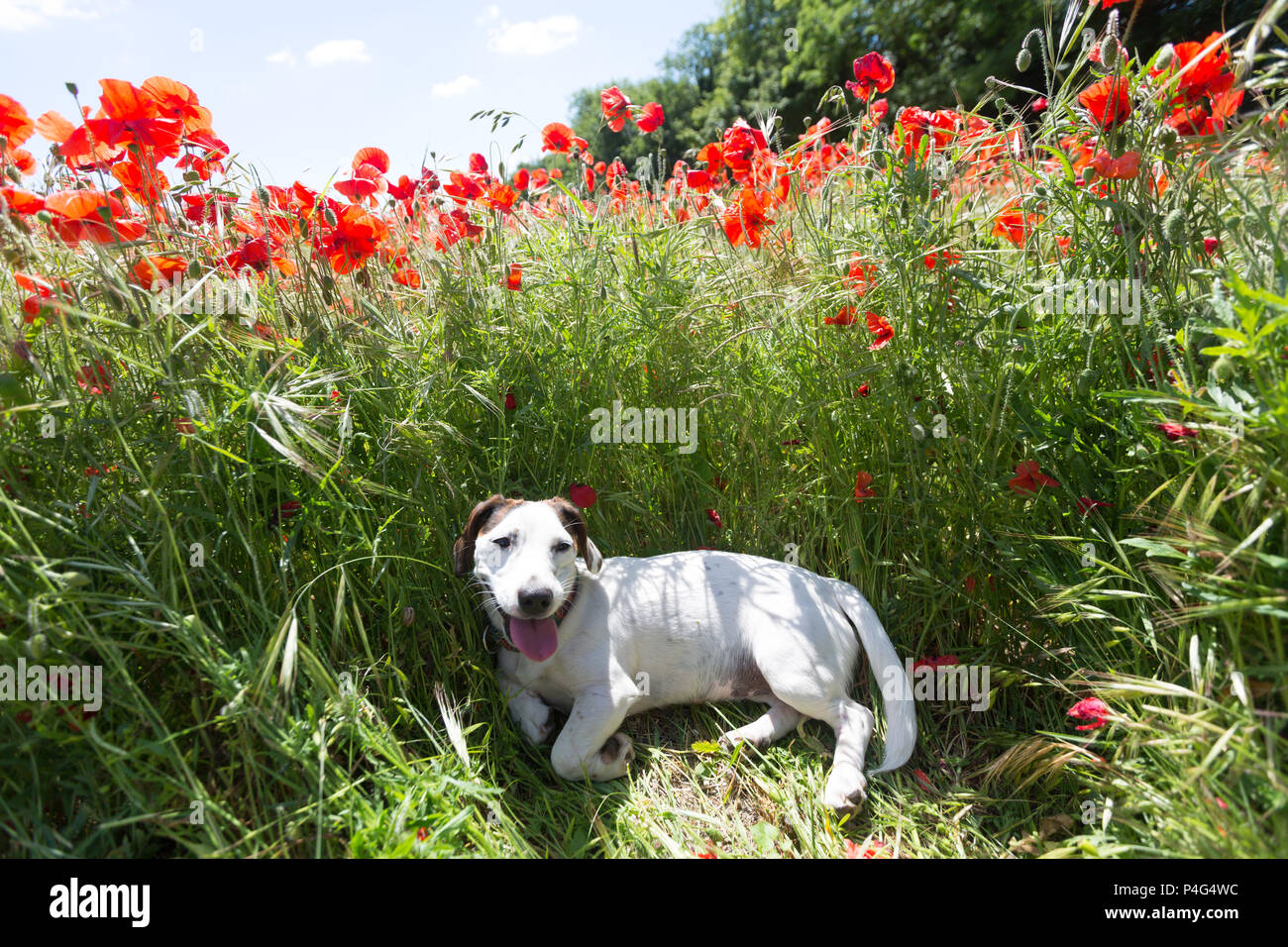 Maidstone, UK. 22nd June, 2018. One year old Yume - a mixture of Jack ...