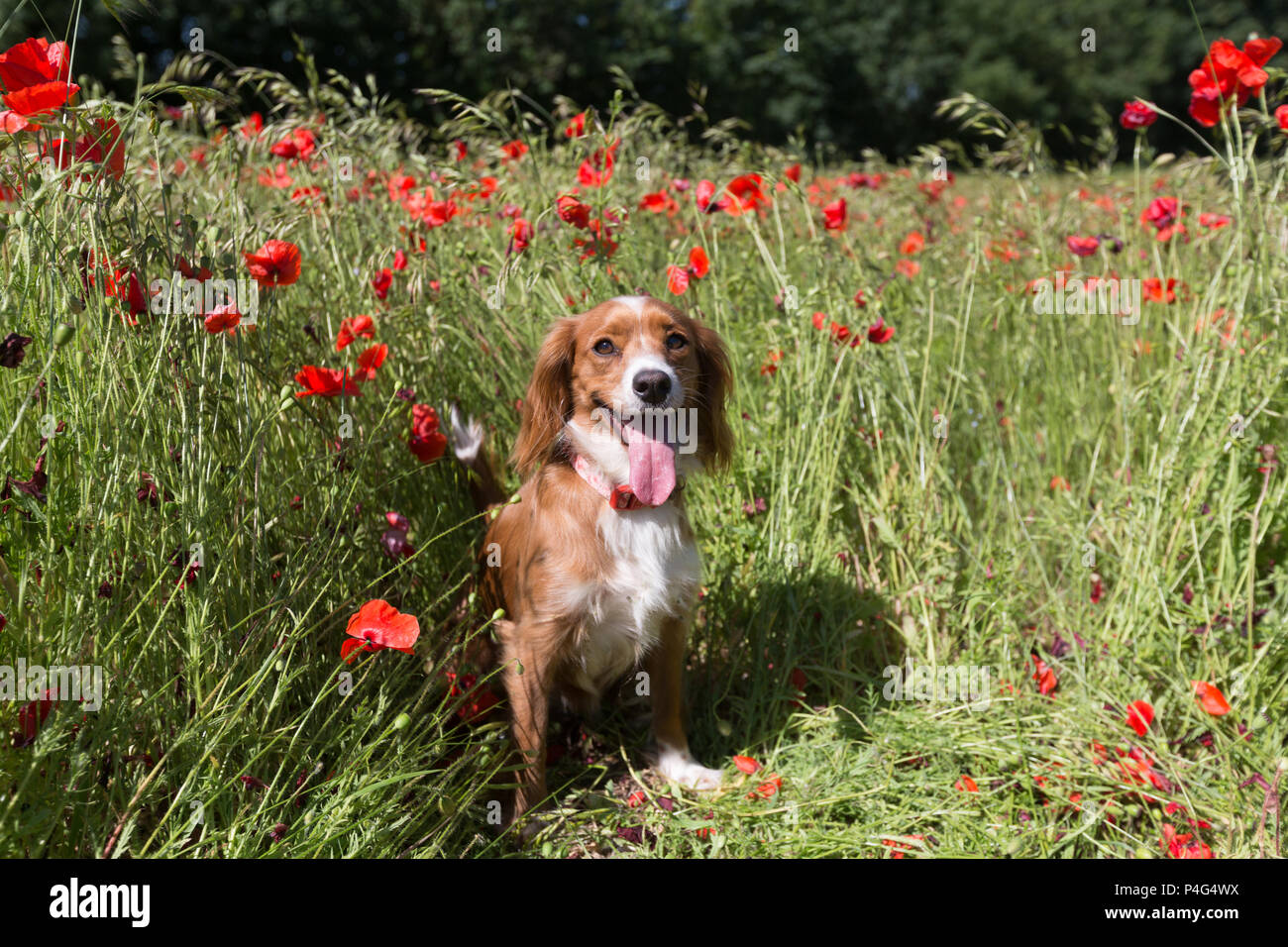 Maidstone kent field hi-res stock photography and images - Alamy