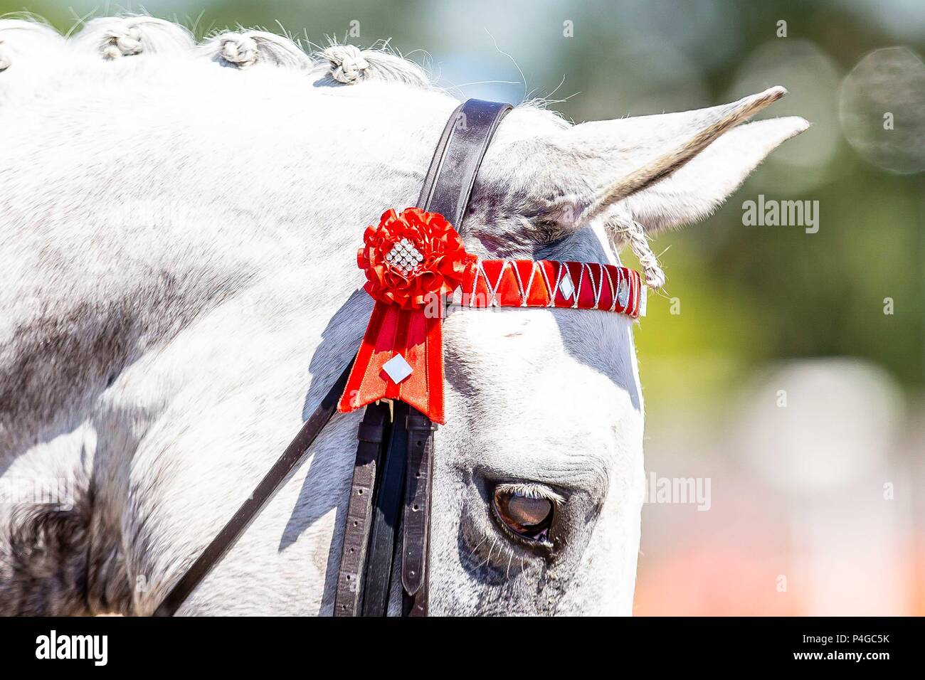 Hickstead, West Sussex, UK. 22nd June 2018. Grey Cob. Browband. The Al ...