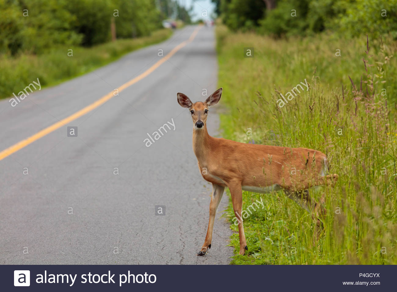 Deer Crossing The Road Stock Photos & Deer Crossing The Road Stock ...