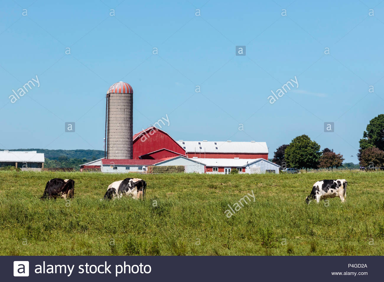 Holstein Friesian Cow Barn Stock Photos & Holstein Friesian Cow Barn ...