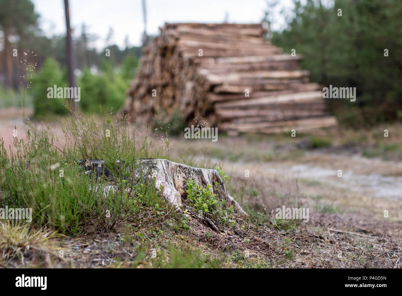 A pile of pine wood in the forest. Logs stacked along a forest road ...