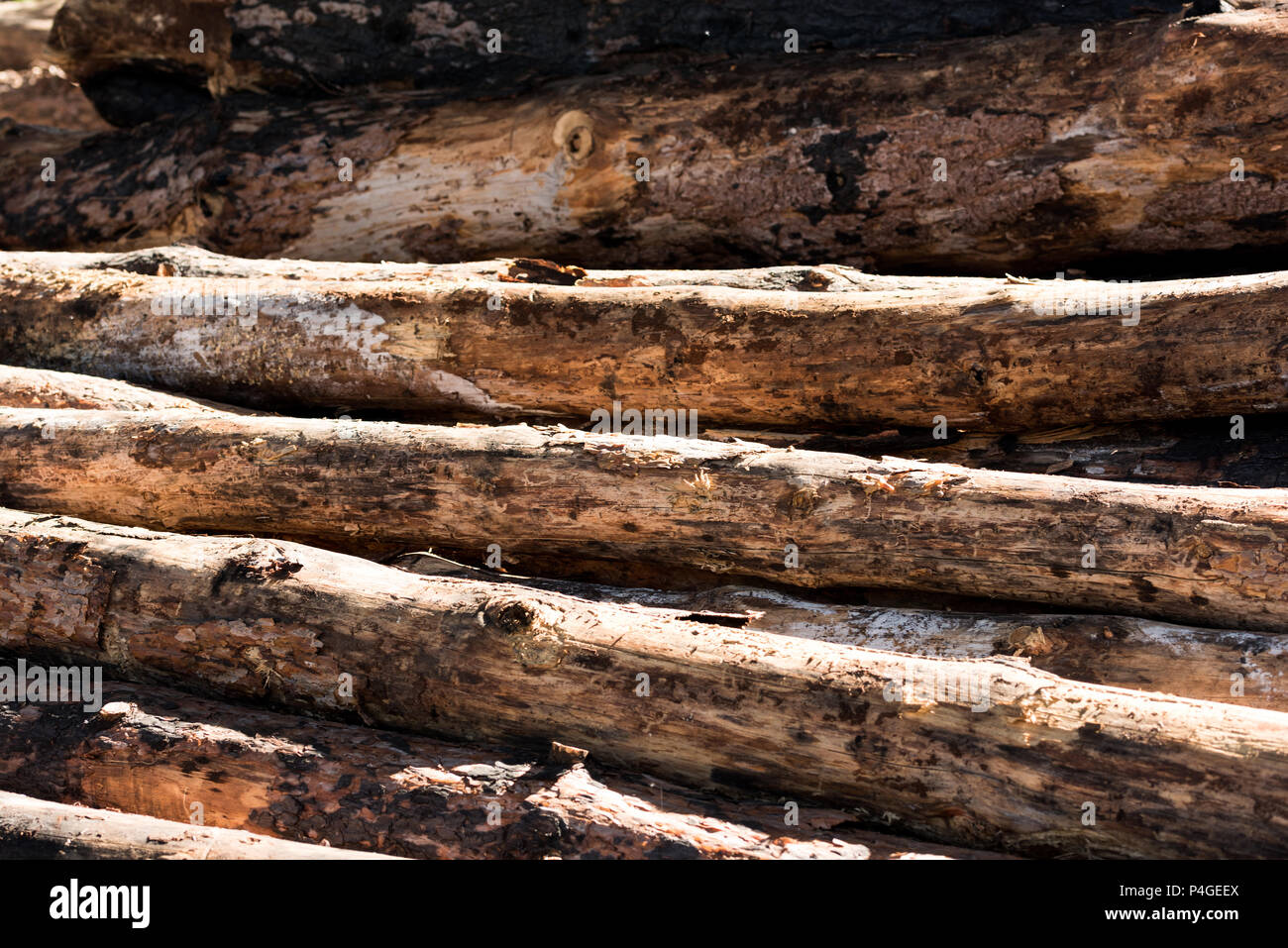 full frame image of timber logs placed in row Stock Photo - Alamy