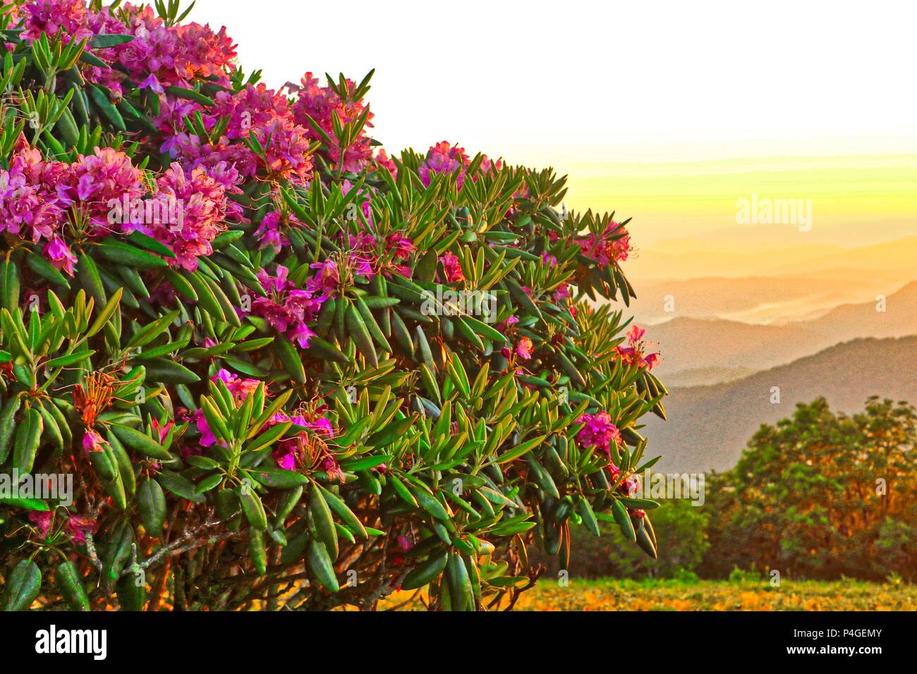 Craggy Tree on the Craggy Gardens trail on the Blue Ridge Parkway ...