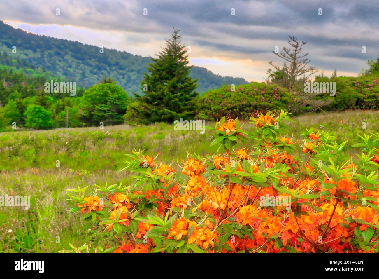 Appalachian Trail Landscape Scenery Roan Mountain Tennessee Stock Photo ...