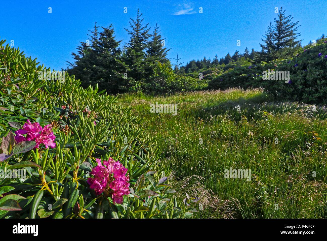 Craggy Tree on the Craggy Gardens trail on the Blue Ridge Parkway ...