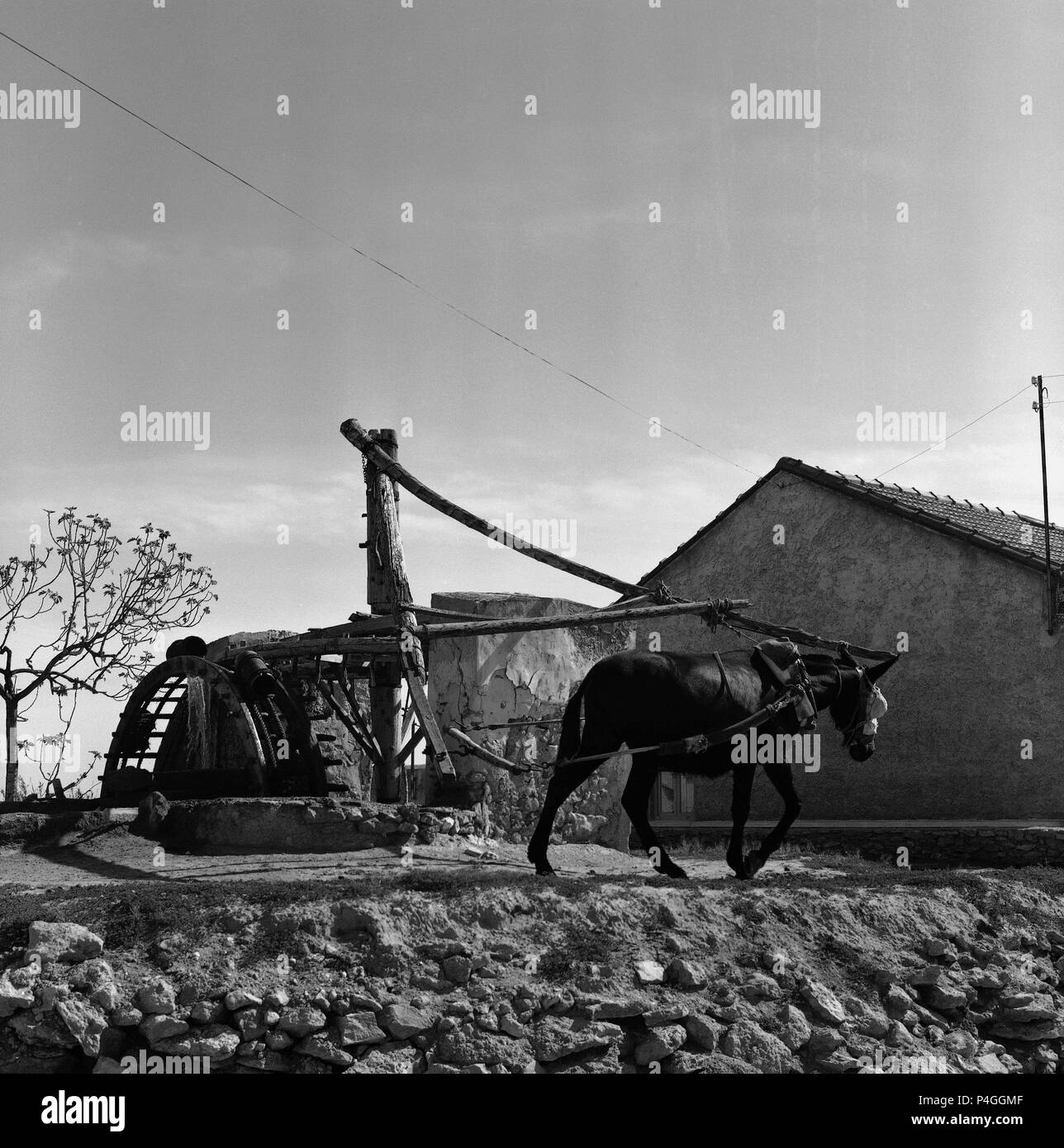 NORIA DE TRACCION ANIMAL - FOTOGRAFIA EN BLANCO Y NEGRO - AÑOS 50 ...