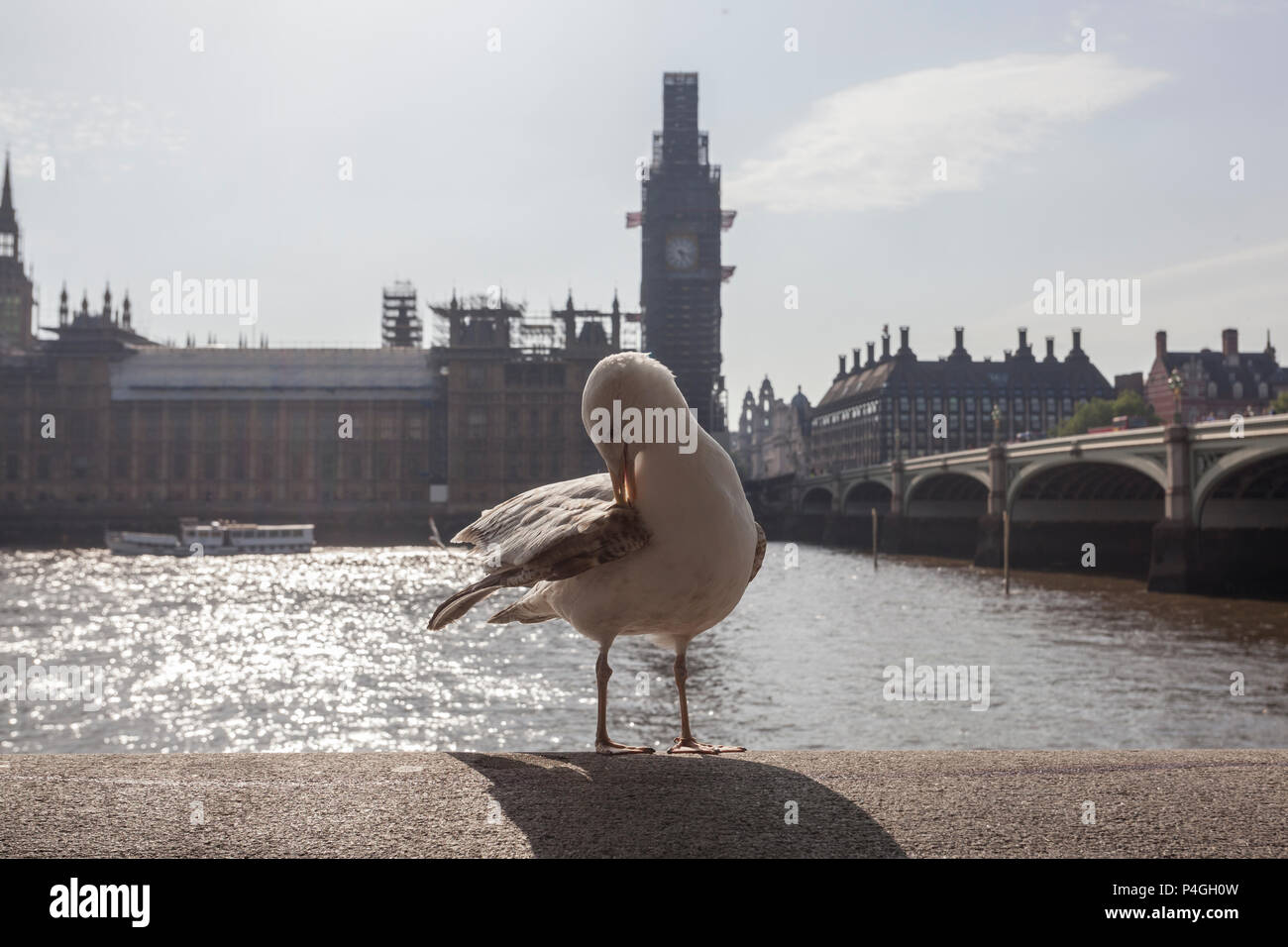 Seagull in London with a view of Westminster bridge,Westminster palace ...